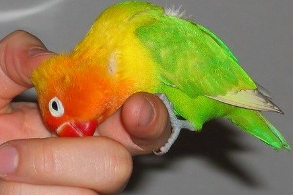 Cómo hacer que mi agapornis confíe en mi