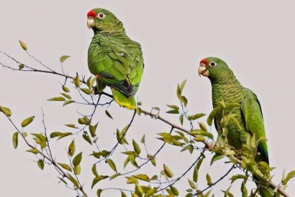Loro Alisero | Características del loro amazona de Tucumán