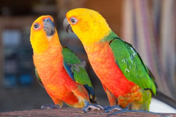 Cómo puedo enseñar a hablar a una cotorra