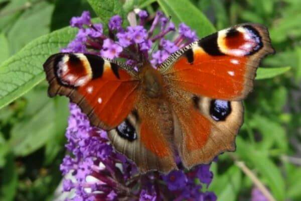 Mariposa Pavo Real | Características de la mariposa pavo real