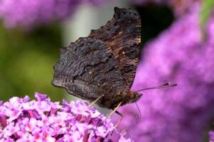 Mariposa Pavo Real | Características de la mariposa pavo real