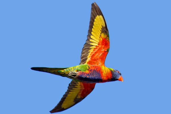 Loro Arcoíris o de Cabeza Azul | Características del loro arcoíris