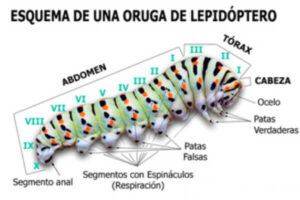 Cómo son las mariposas | Características de las mariposas