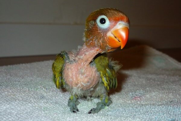 Agapornis Fischeri | Características del inseparable fischer