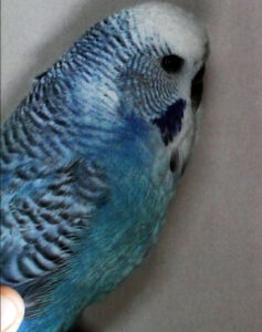 Tipos de Periquitos - Variedad Cromática | CurioSfera-Animales