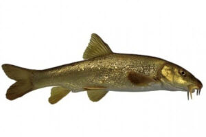 Barbo común europeo | Características del barbo común