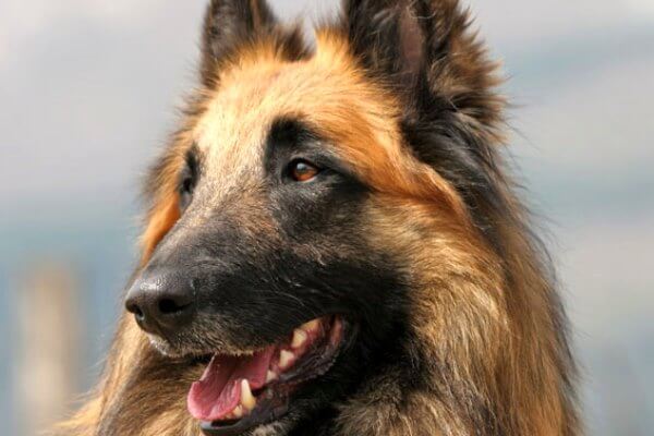 Raza Pastor Belga | Carácter Pastor Belga