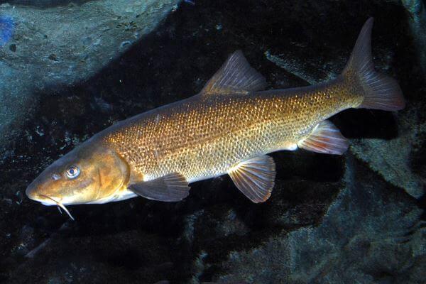 Barbo común europeo | Características del barbo común