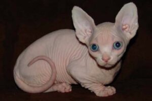 Origen raza Esfinge o Egipcio | Historia gato egipcio o esfinge