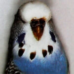 Tipos de Periquitos - Variedad Cromática | CurioSfera-Animales