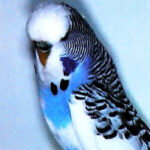 Tipos de Periquitios - Toda la Variedad Cromática ️