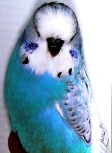 Tipos de Periquitos - Variedad Cromática | CurioSfera-Animales