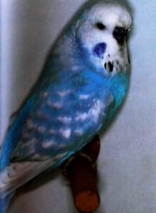 Tipos de Periquitos - Variedad Cromática | CurioSfera-Animales