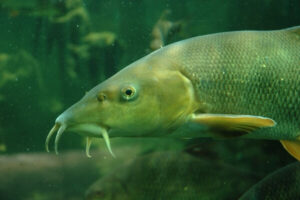 Barbo común europeo | Características del barbo común