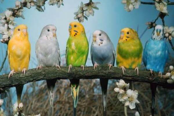 Cómo Cuidar a un Periquito - Trucos y Consejos ️