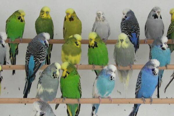 Cómo elegir un periquito | Cómo comprar un periquito