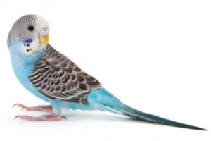 Cómo es el periquito | Características del periquito