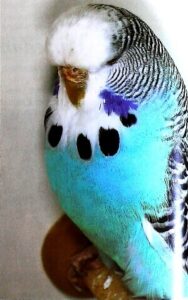 Tipos de Periquitos - Variedad Cromática | CurioSfera-Animales