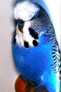 Tipos de Periquitos - Variedad Cromática | CurioSfera-Animales