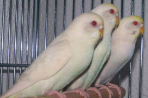 Tipos de Periquitos - Variedad Cromática | CurioSfera-Animales