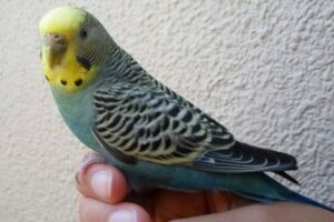 Tipos de Periquitos - Variedad Cromática | CurioSfera-Animales