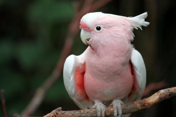 Cómo es la cacatúa | Características de la cacatúa