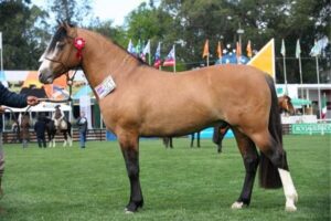 Razas de Caballo - Características, Origen y Temperamento ️