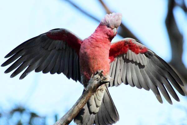 Especies de cacatúas | Tipos de cacatúas y sus características