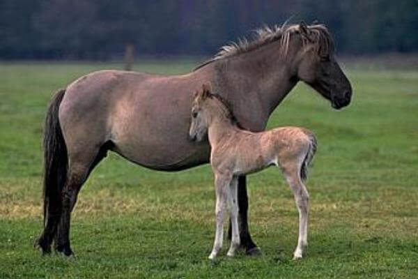Razas de Caballo - Características, Origen y Temperamento ️