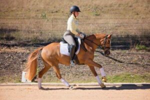 Razas de Caballo - Características y Origen | CurioSfera-Animales