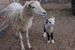 Cómo es la oveja | Características de las ovejas