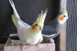 Cacatúa Ninfa o Carolina | Cómo es la cacatúa ninfa o carolina