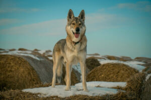 Raza Perro Lobo Checoslovaco - Carácter y Características ️