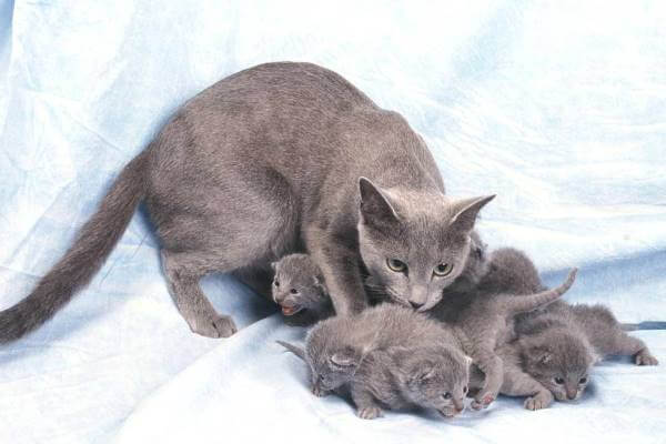 Raza gato Azul Ruso | Carácter gato azul de Rusia