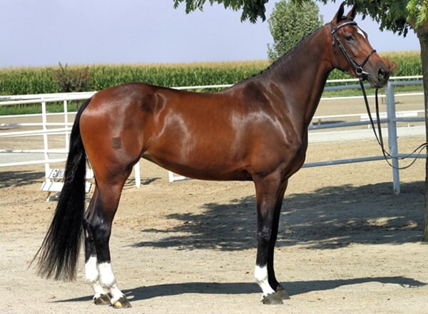 Razas de Caballo - Características, Origen y Temperamento ️