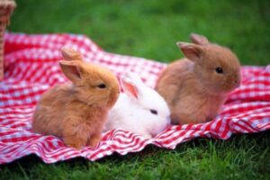 Razas de conejos | Tipos de conejo y sus características