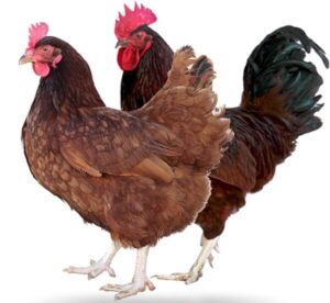 Razas de gallinas | Tipos de gallinas y sus características