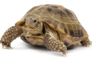 Cómo son las tortugas | Características de la tortuga