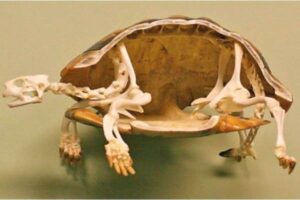 Cómo son las tortugas | Características de la tortuga