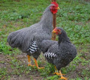 Razas de gallinas | Tipos de gallinas y sus características