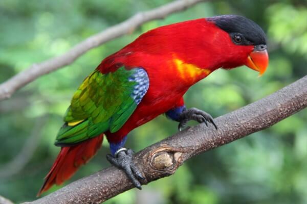 Loro Tricolor | Características del lori de collar o loro tricolor