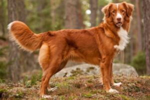 Retriever de Nueva Escocia | Carácter retriever de Nueva Escocia
