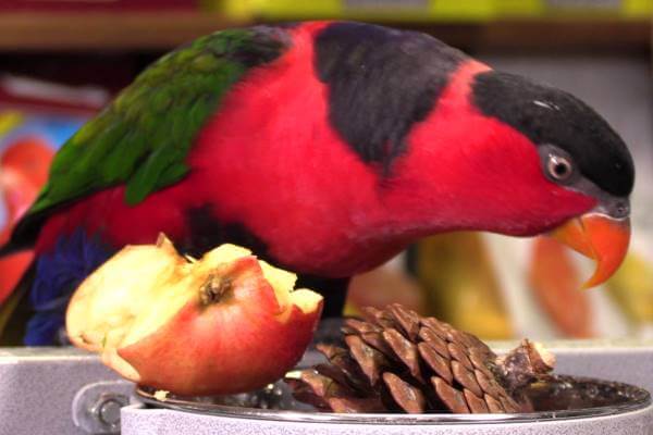 Loro Tricolor | Características del lori de collar o loro tricolor