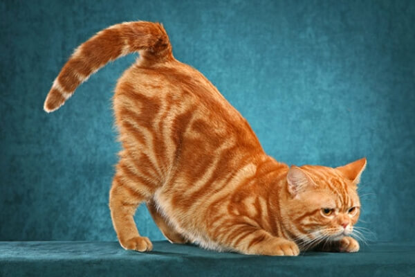 Raza gato American Shorthair | Carácter gato american shorthair