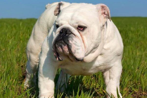 Raza Bulldog Inglés - Características y Carácter ️