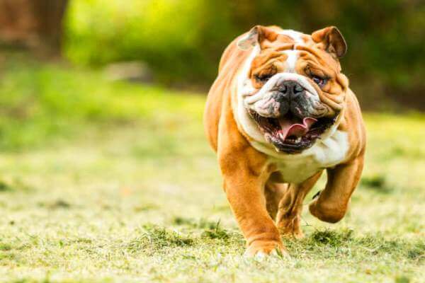 Raza Bulldog Inglés - Características y Carácter | CurioSfera-Animales