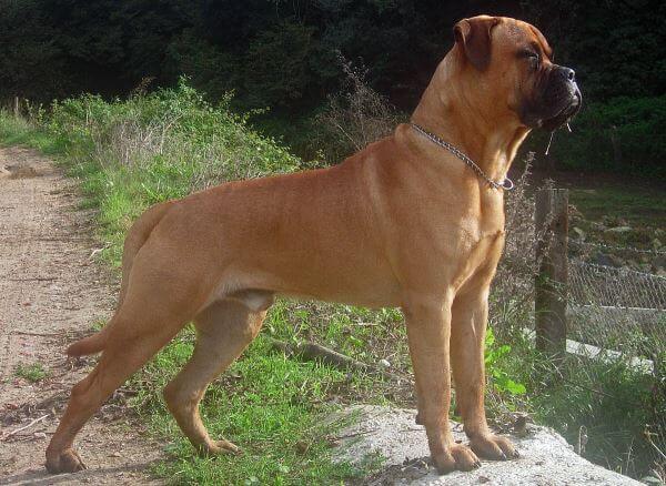 Raza Bullmastiff | Carácter bullmastiff | Características bullmastiff