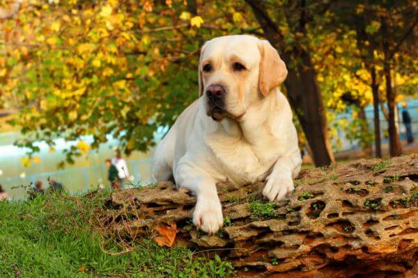 Raza Labrador Retriever | Carácter labrador retriever