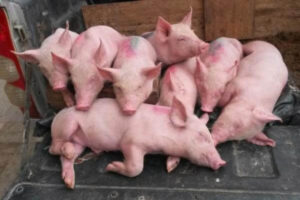 Razas de cerdos | Tipos de cerdos y sus características