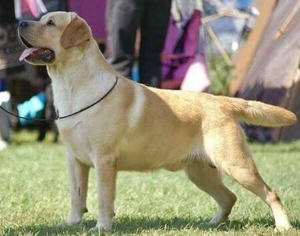 Raza Labrador Retriever | Carácter labrador retriever